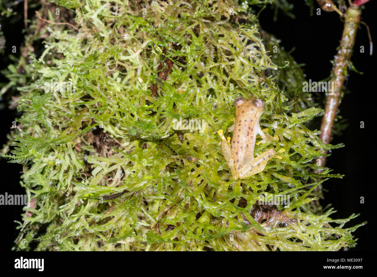 Nymphargus anomalus hi-res stock photography and images - Alamy