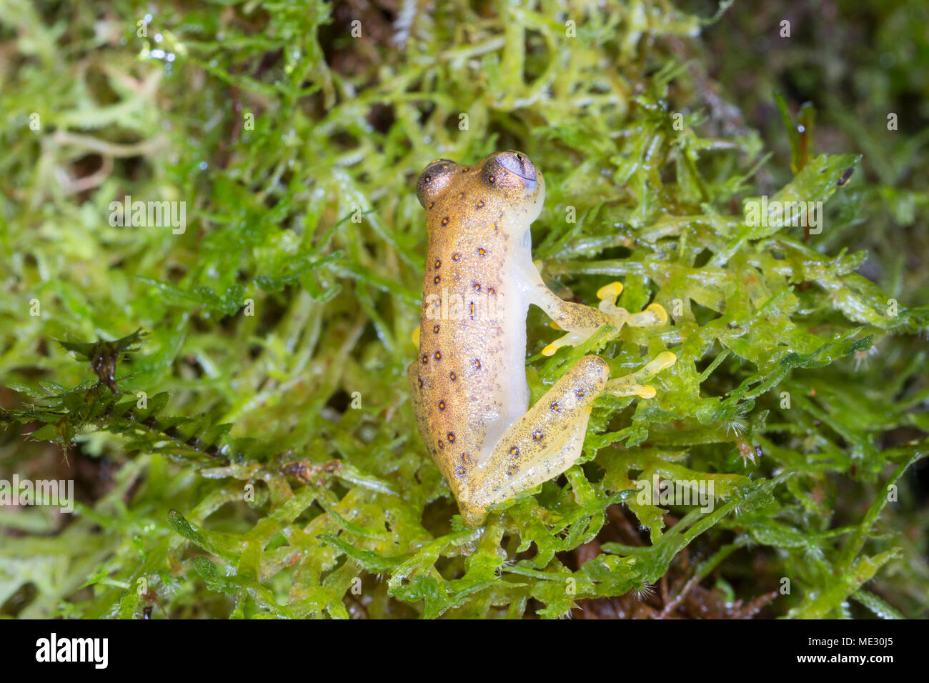 Nymphargus anomalus hi-res stock photography and images - Alamy
