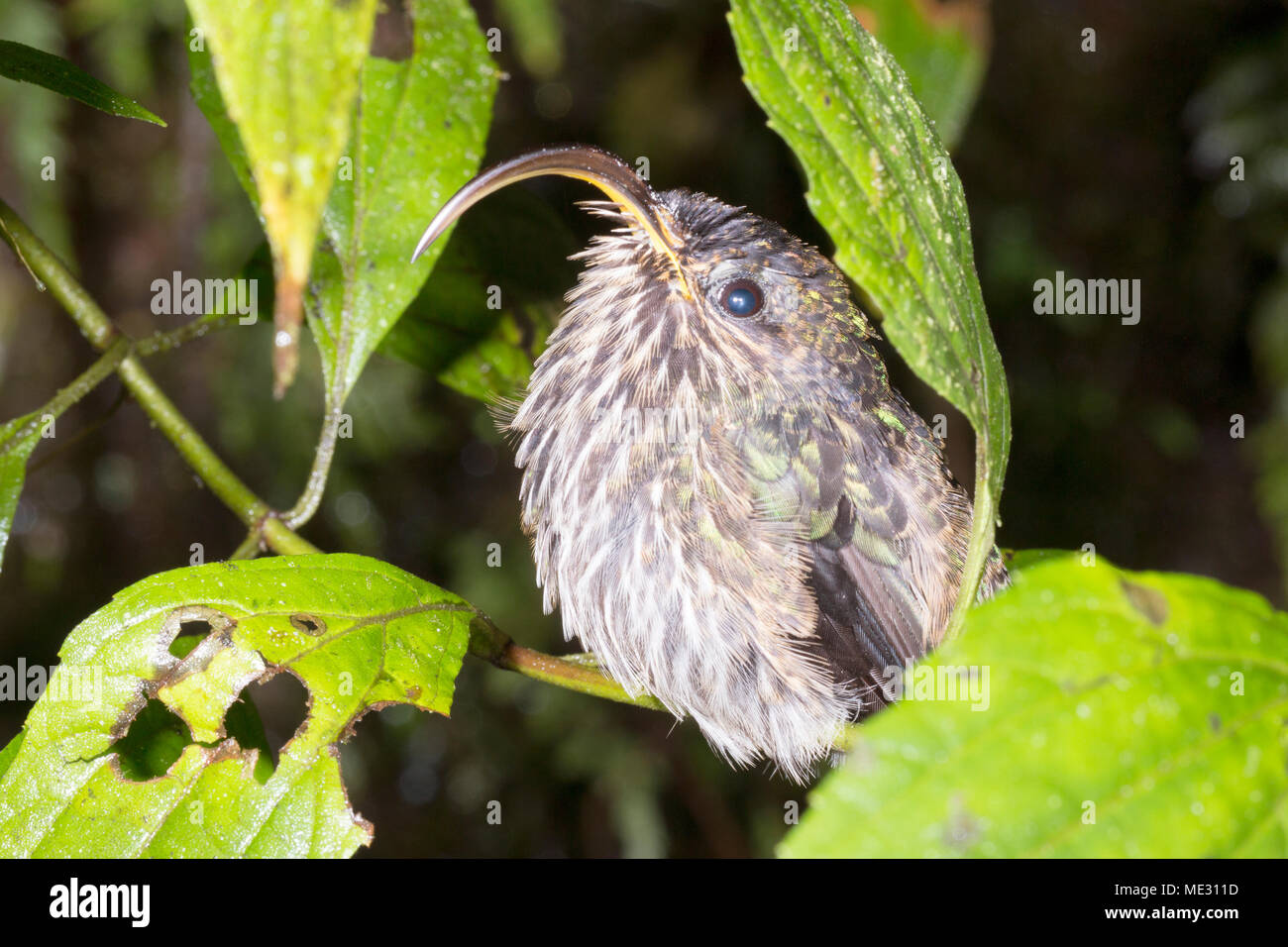 Buff tailed sicklebill hummingbird hi-res stock photography and images ...