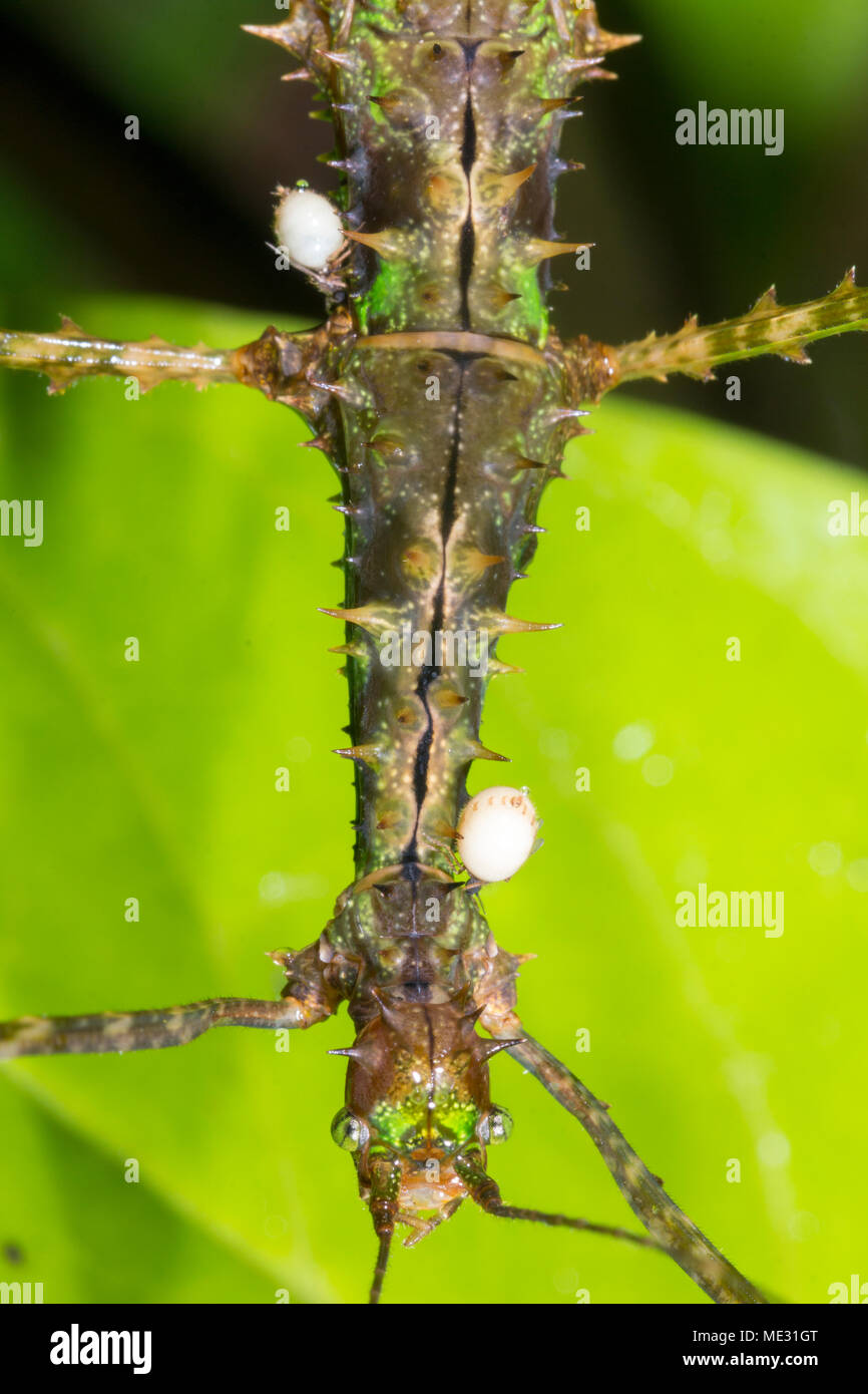 Spiny stick insect (Acanthoclonia sp.) with dipteran parasites in the ...