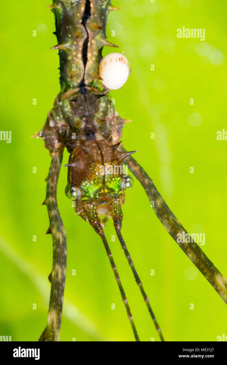 Spiny stick insect (Acanthoclonia sp.) with dipteran parasites in the ...