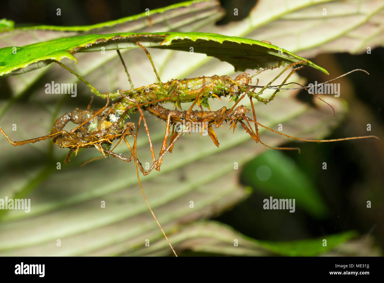 Spiny stick insects (Acanthoclonia sp.) mating in the rainforest ...