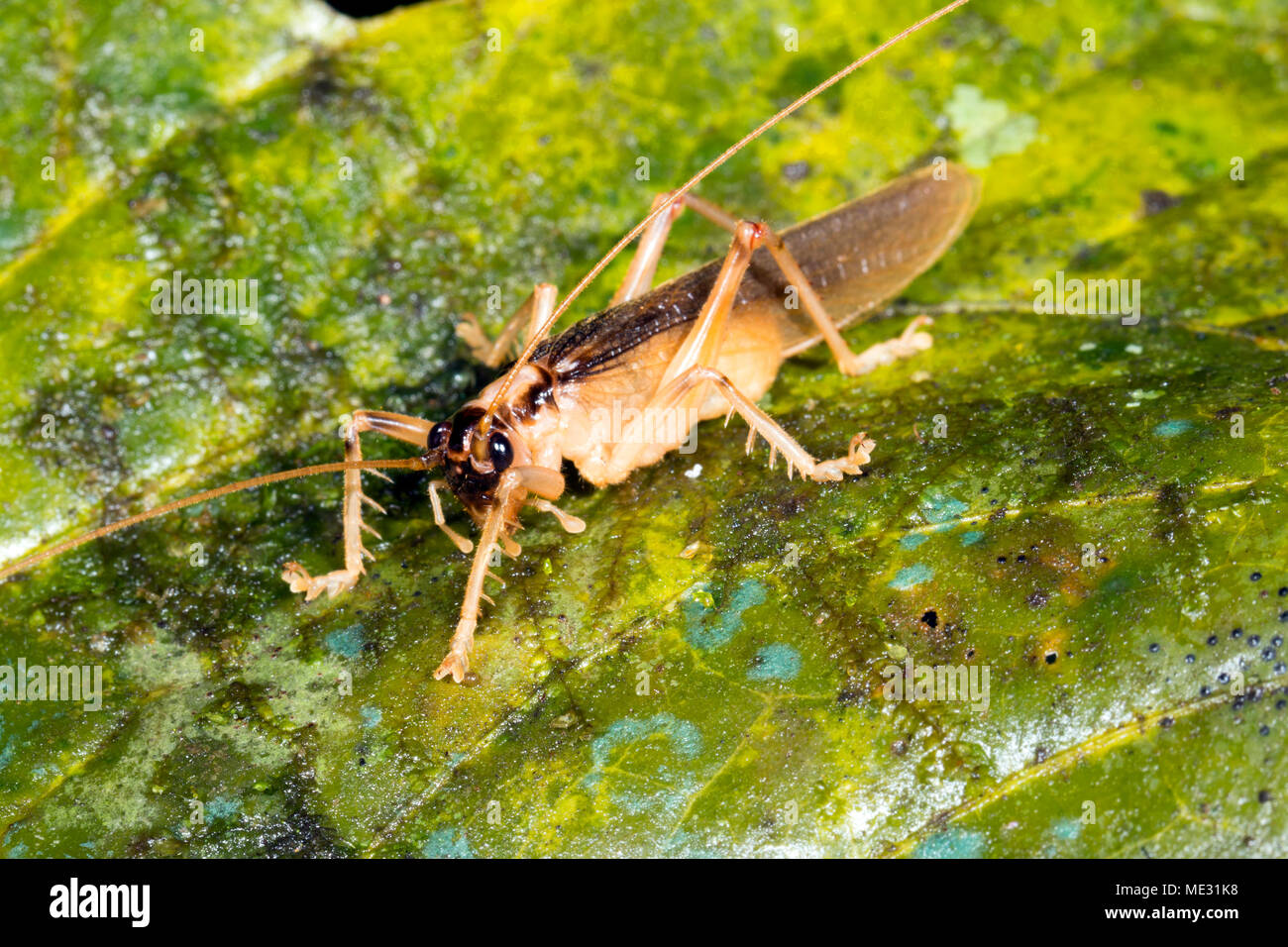 Predatory bush cricket in the rainforest understory, Ecuador Stock ...