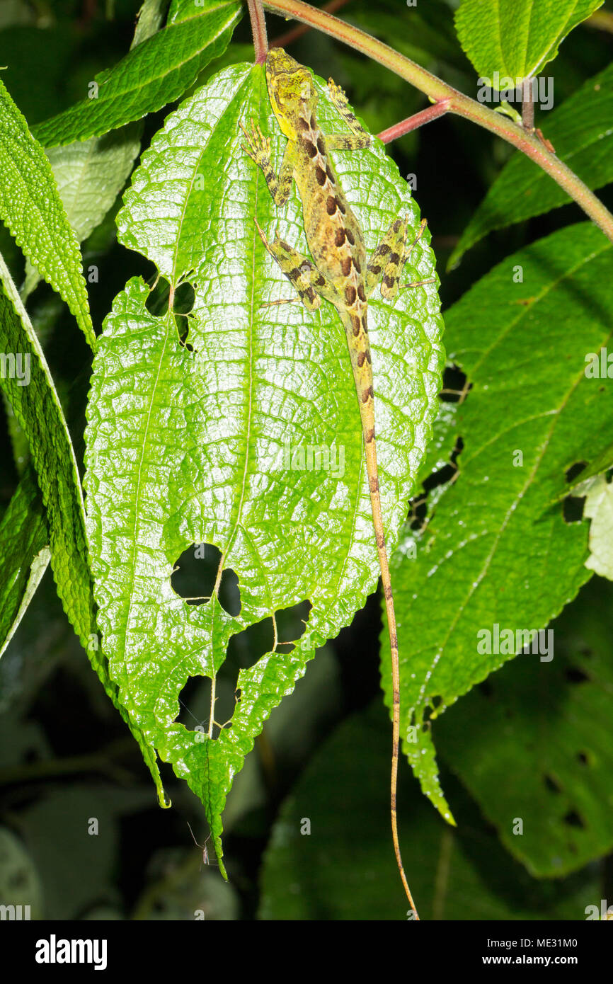 Lizard sleeping hi-res stock photography and images - Alamy