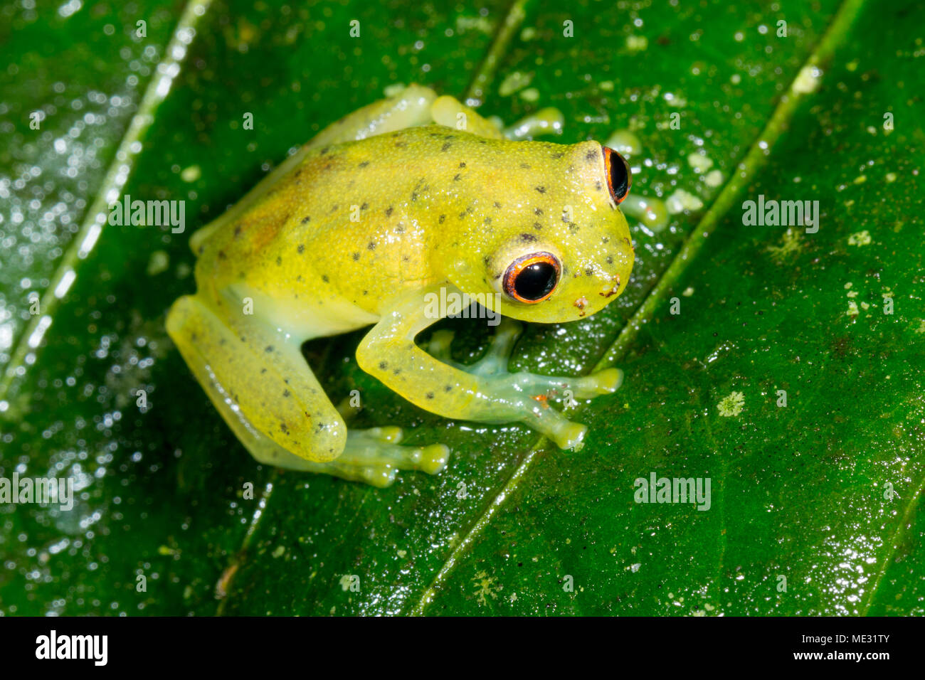 Glass Frog (Chimerella mariaelenae) on a leaf in the rainforest, Morona ...