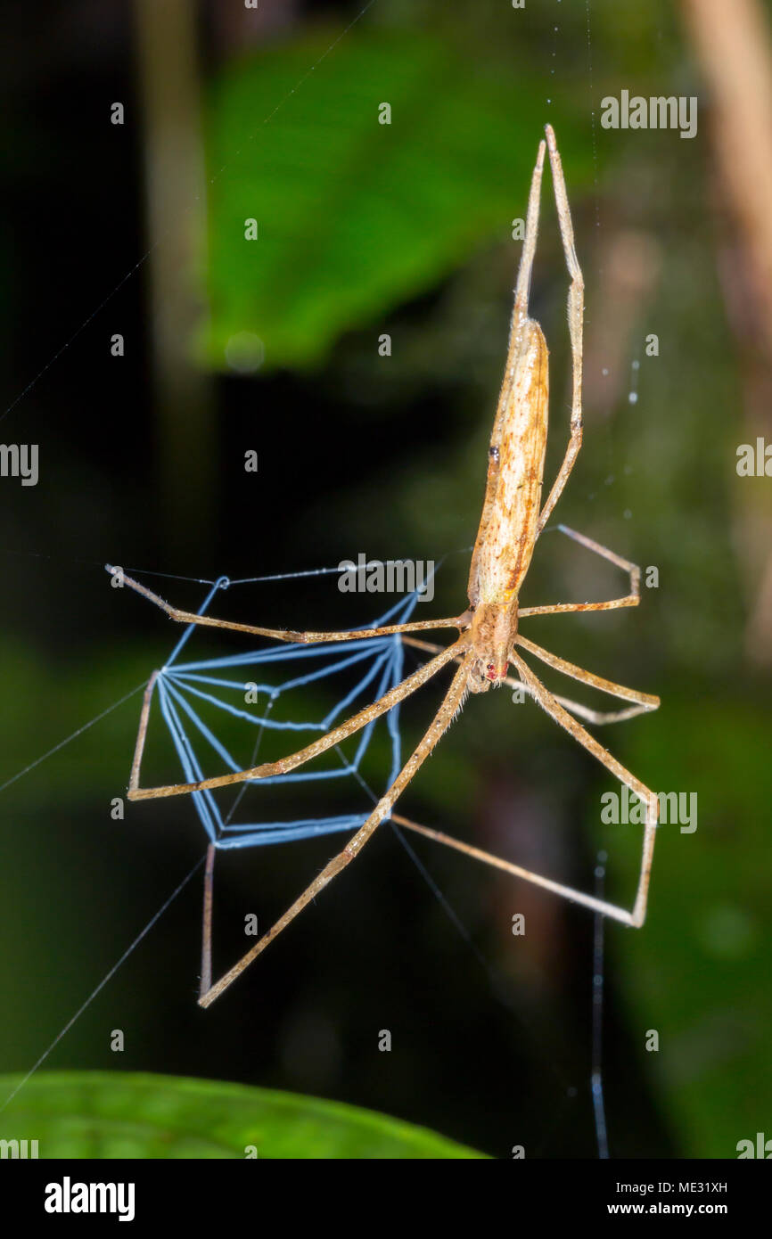 Ogre Faced Spider (Deinopis sp.). Holding its web ready to catch a prey ...