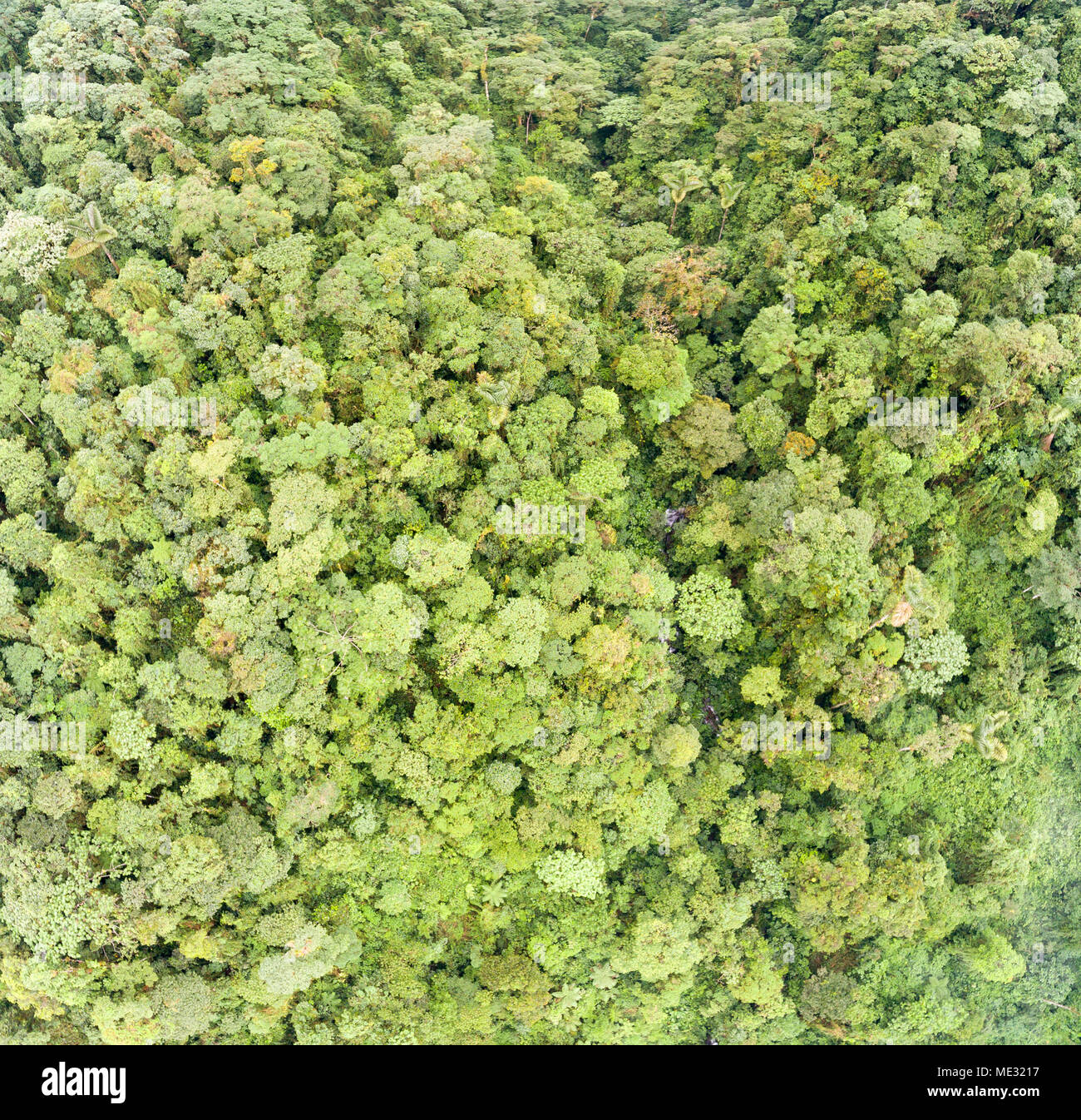 Amazon rainforest looking down hi-res stock photography and images - Alamy