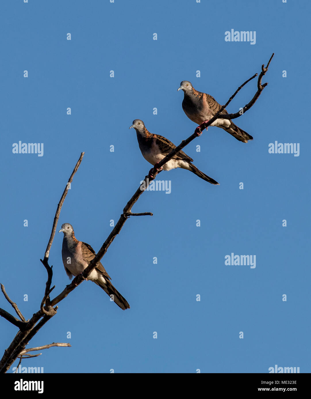 Queensland bar shouldered dove hi-res stock photography and images - Alamy