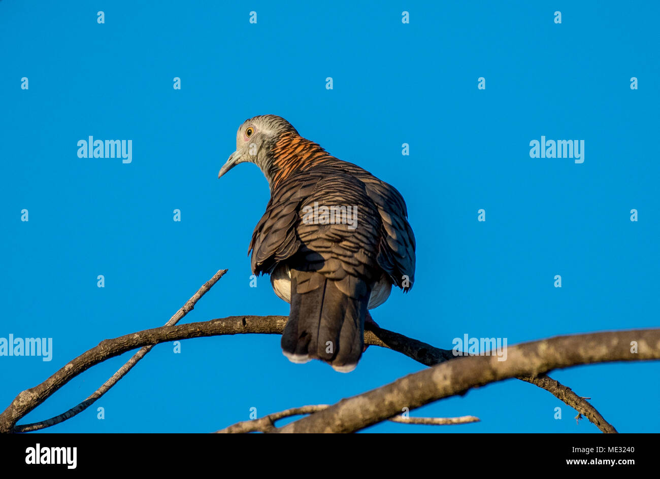 Bar-shouldered Dove, Geopelia humeralis Stock Photo - Alamy