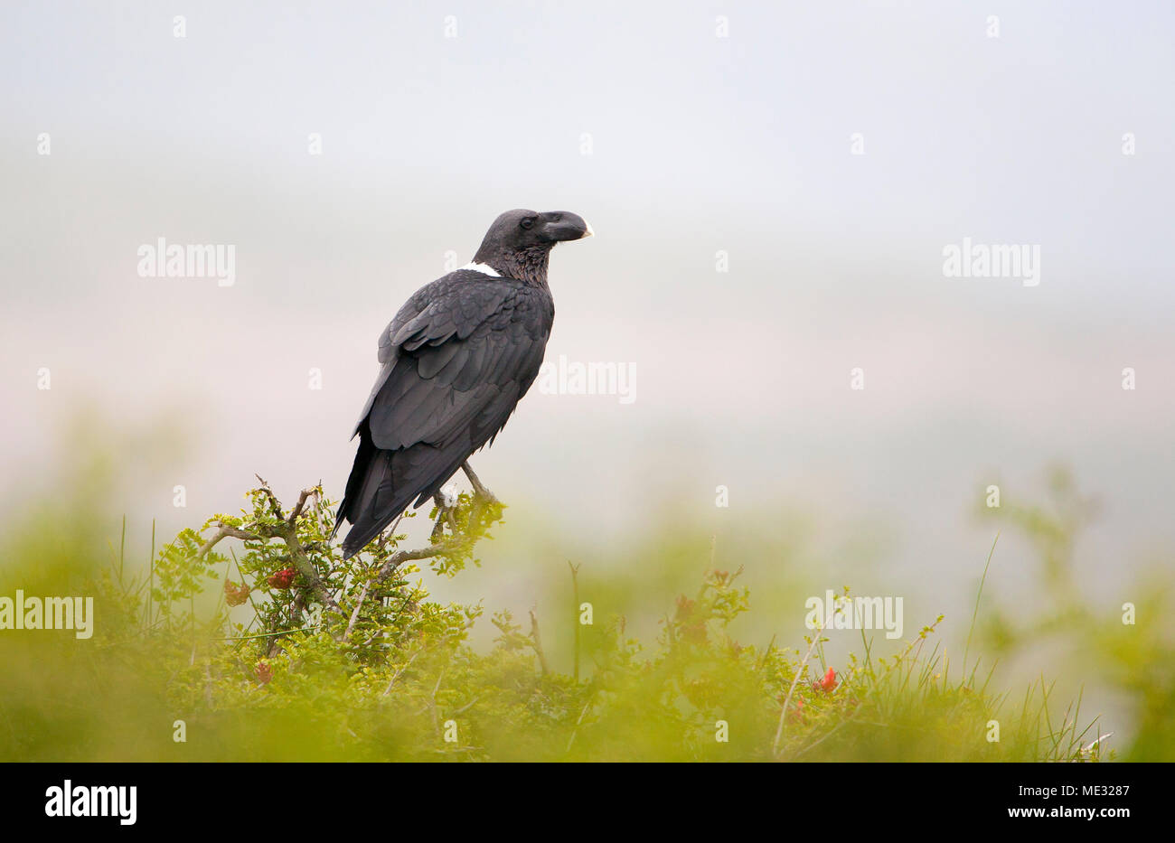 White necked crow corvus albicollis hi-res stock photography and images ...