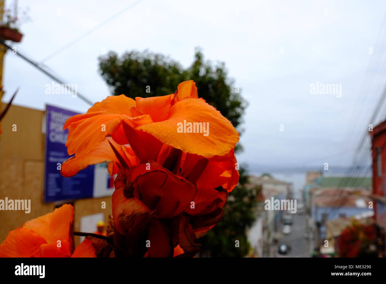 Colors of life Stock Photo - Alamy