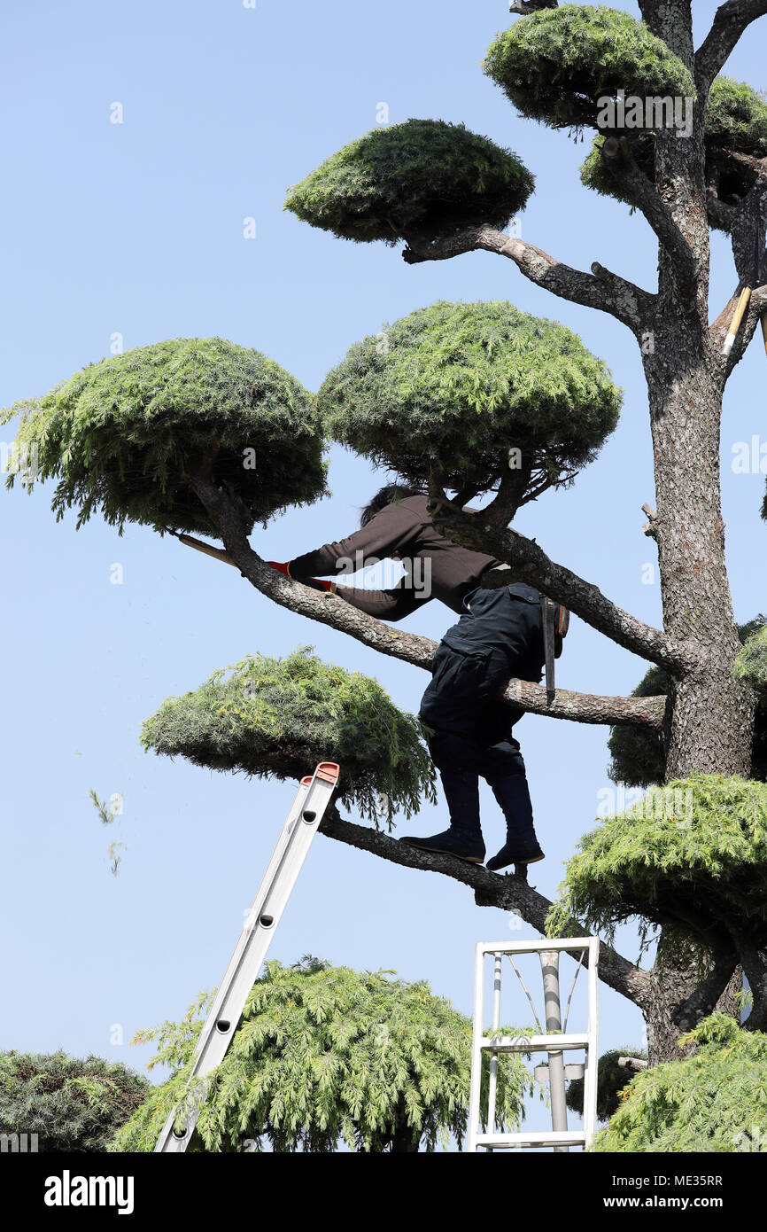 Japanese cedar tree hi-res stock photography and images - Alamy
