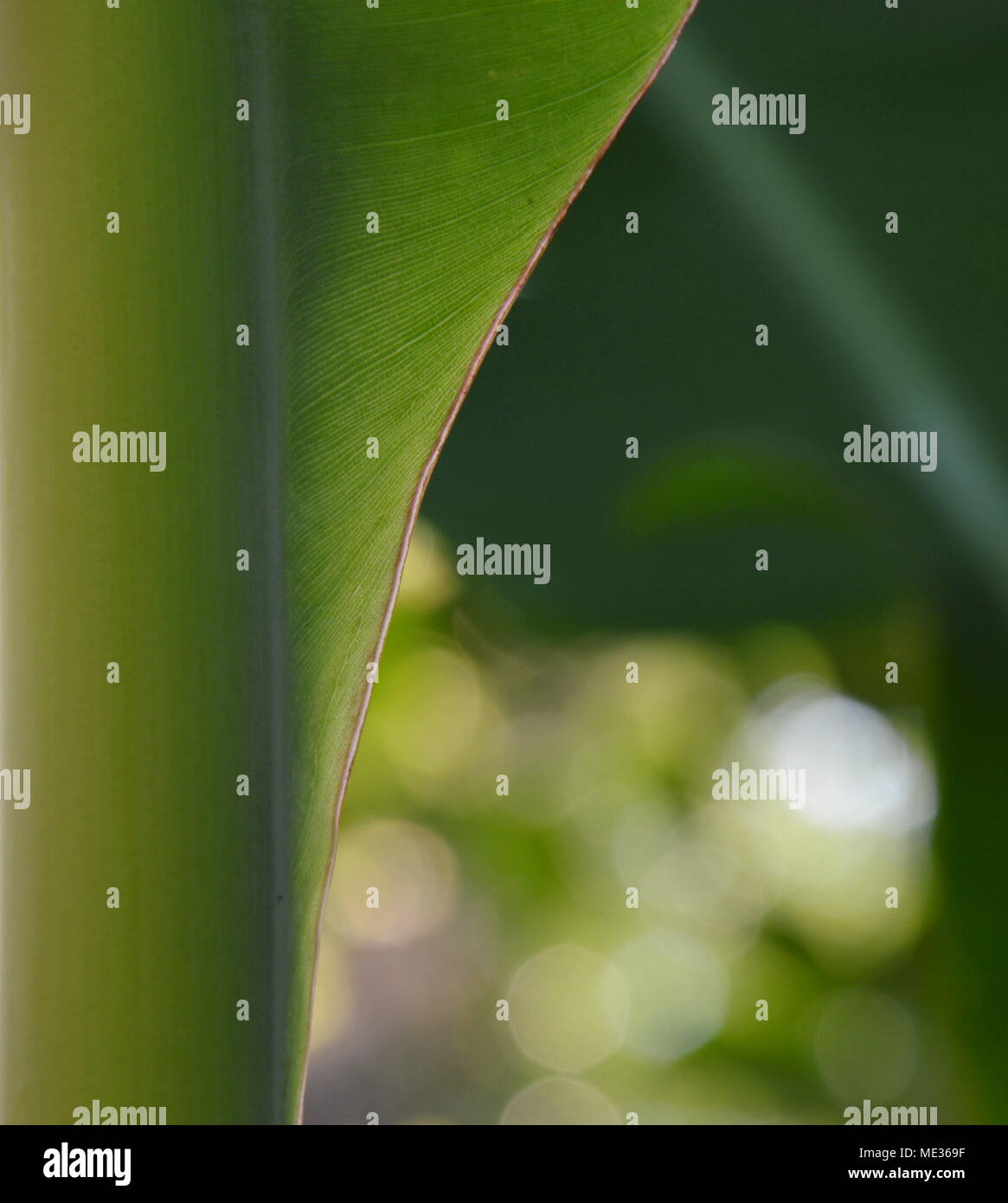 banana branch and leaf in backyard garden Stock Photo - Alamy