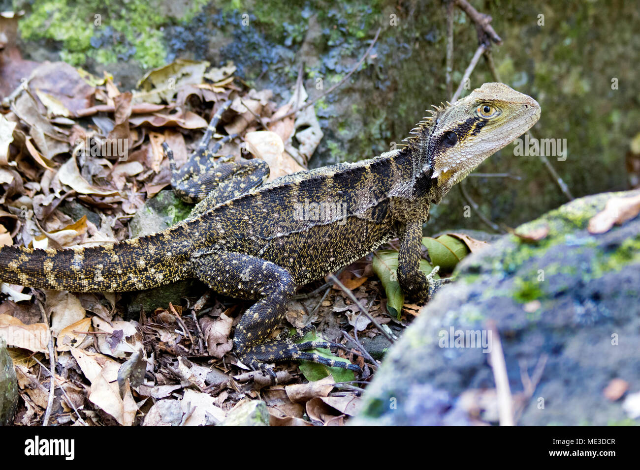 Eastern Water Dragon Lizard (Intellagama lesueurii) in Queensland ...