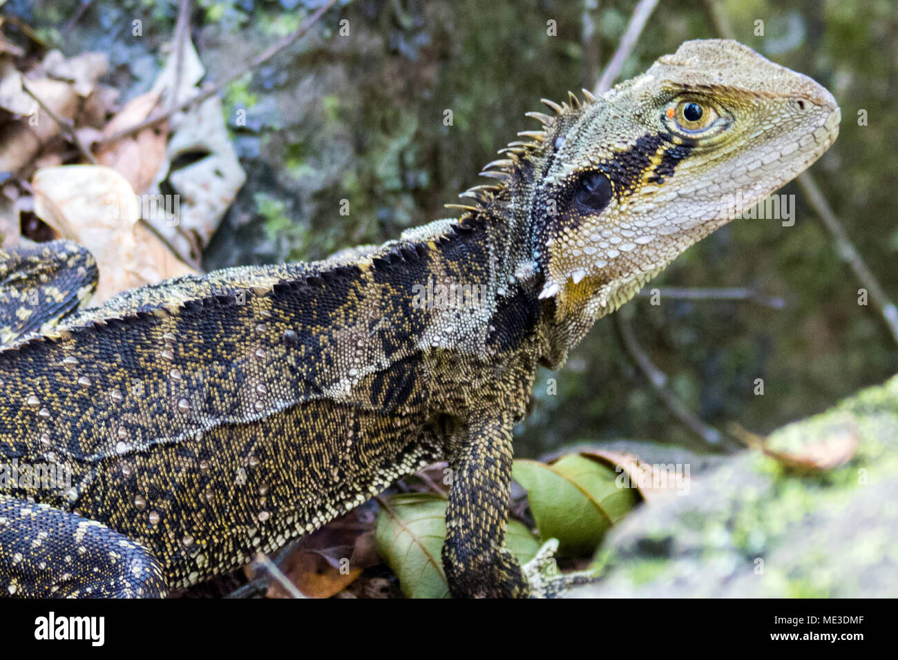 Water dragon lizard hi-res stock photography and images - Alamy