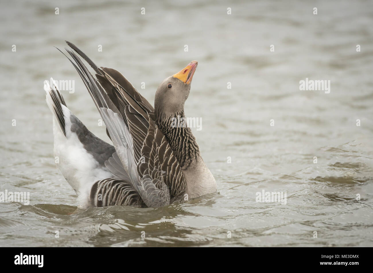 Greylag goose, Anser anser, displaying on an Oxfordshire lake , mid ...