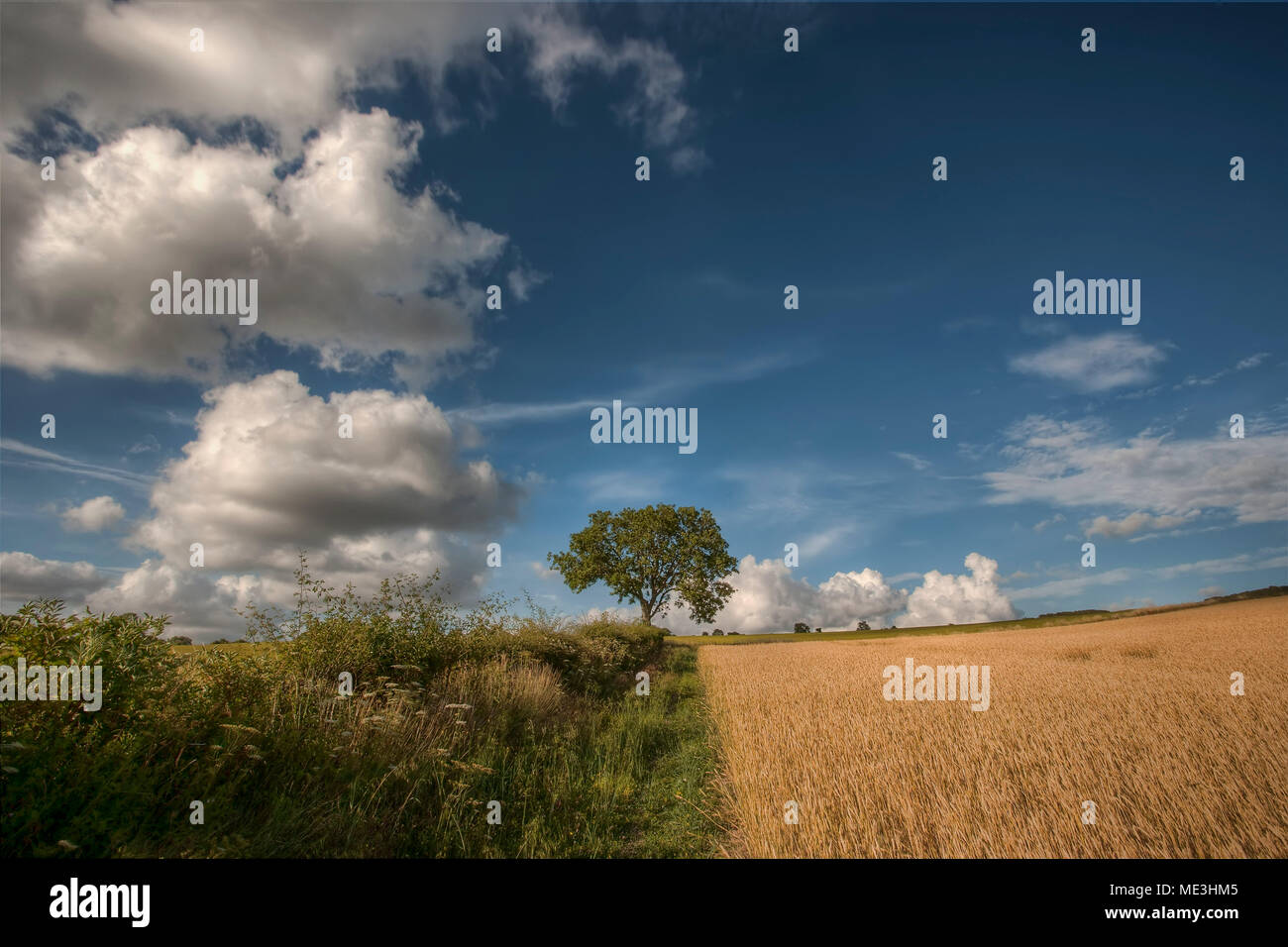 Ash tree in the Meon Valley, Hampshire, UK Stock Photo - Alamy