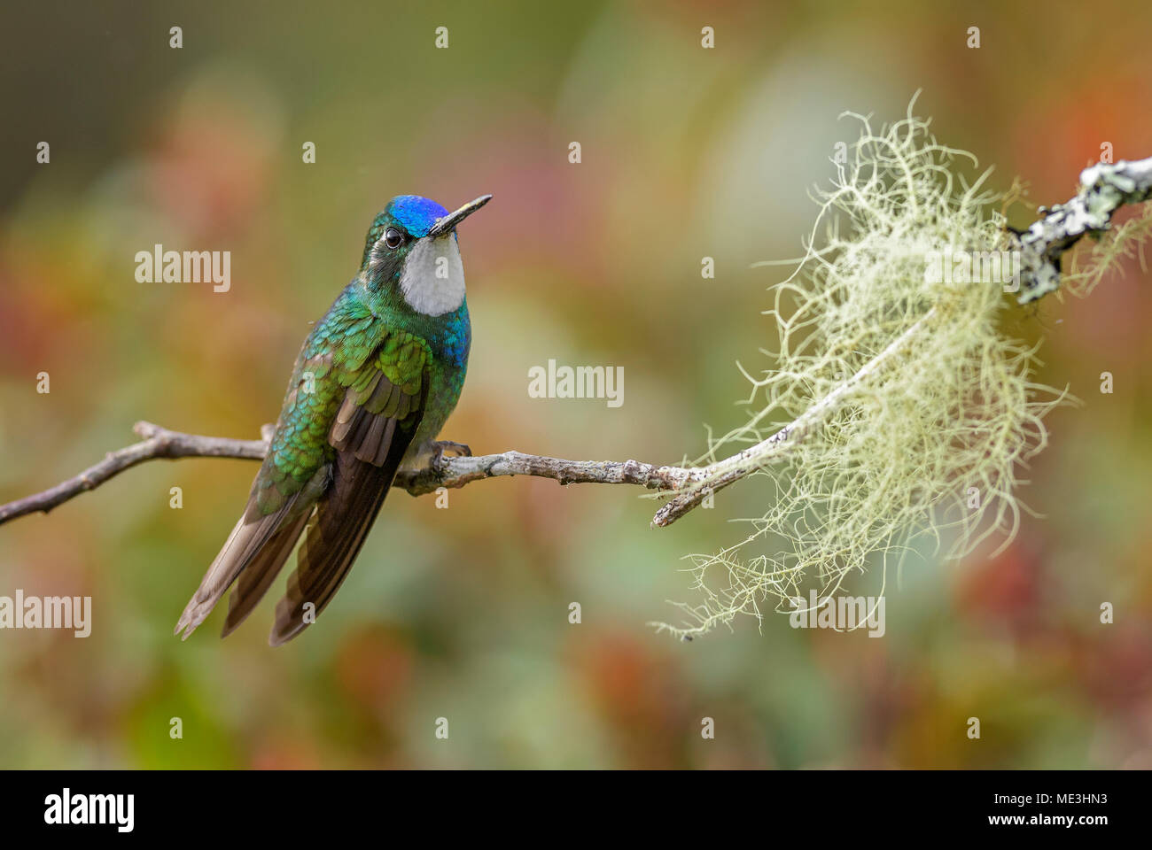 Variable Mountain-gem - Lampornis castaneoventris, beautiful colorful ...