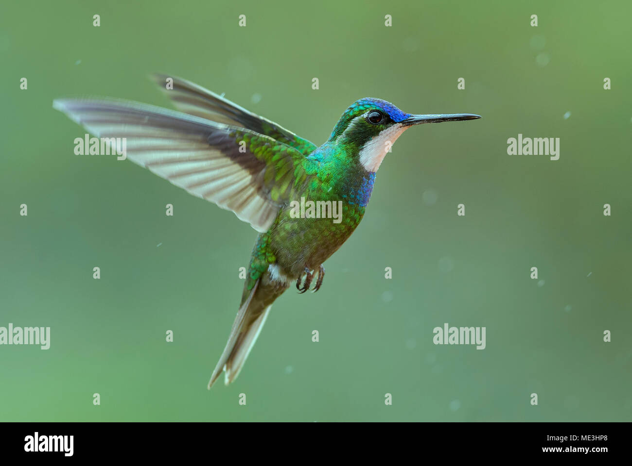 Variable Mountain-gem - Lampornis castaneoventris, beautiful colorful ...