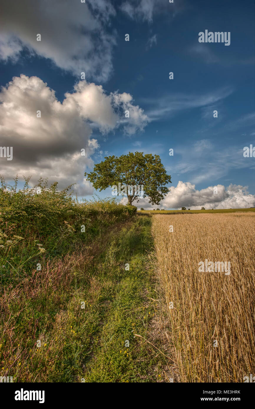 Ash tree in the Meon Valley, Hampshire, UK Stock Photo - Alamy
