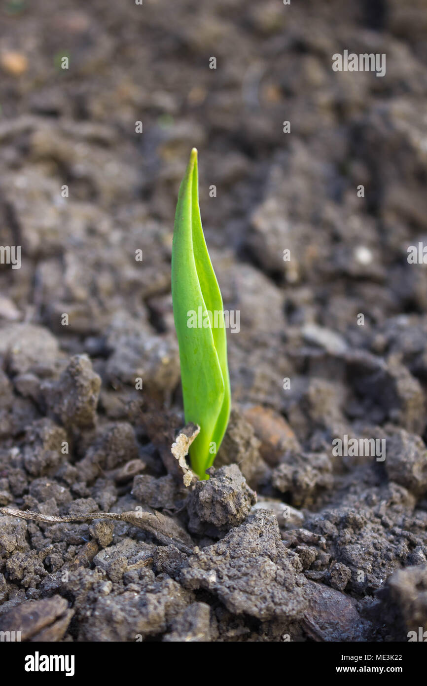 the first green sprouts of seedling plants from the seeds in the ground ...