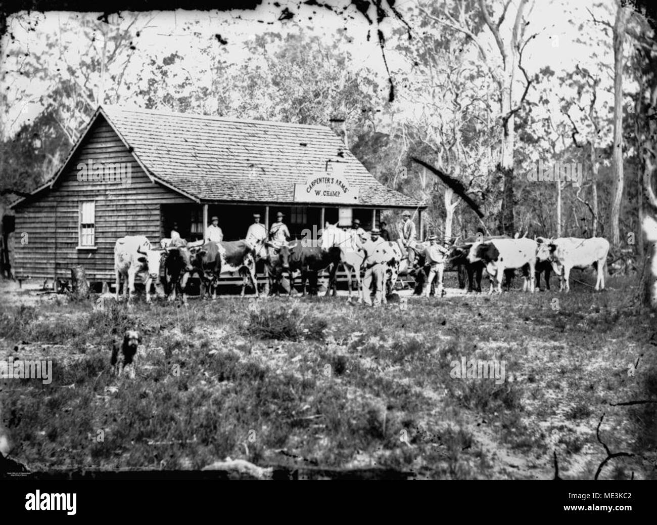 Australian bullock team hi-res stock photography and images - Alamy