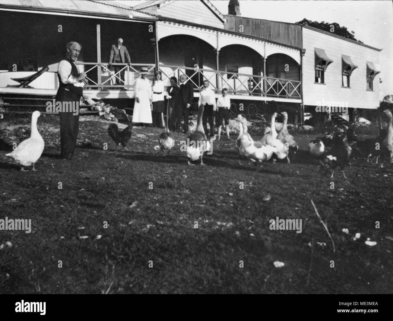 Six geese a laying laying hi-res stock photography and images - Alamy
