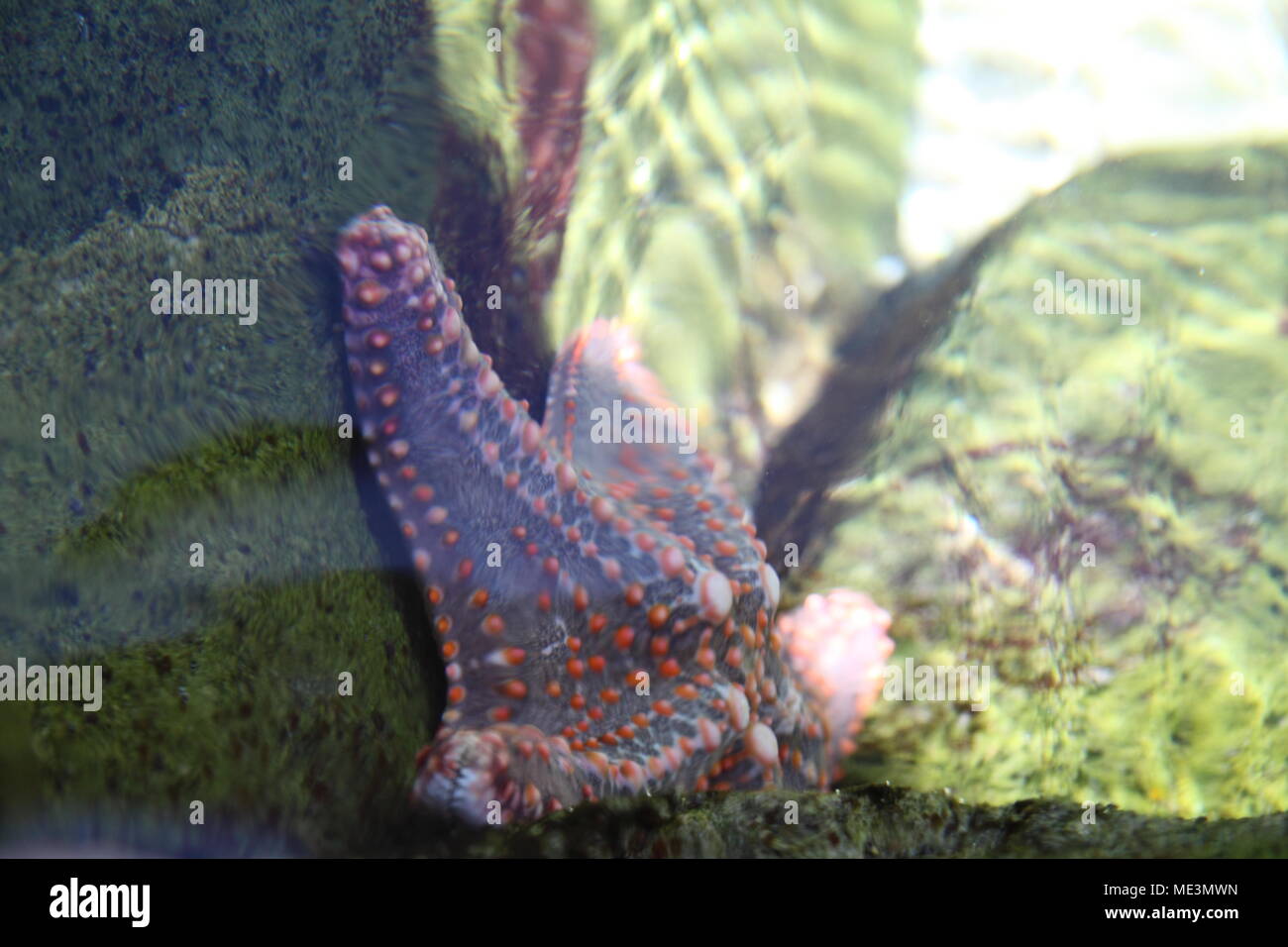 Common australian seastar hi-res stock photography and images - Alamy