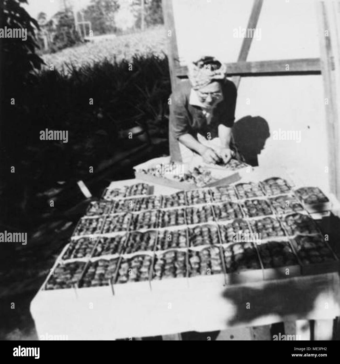 Champion fruit packer at work on single layer strawberry punnets Stock ...