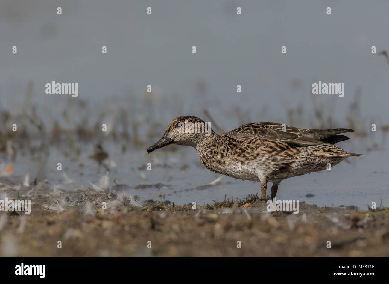 Female common teal hi-res stock photography and images - Alamy