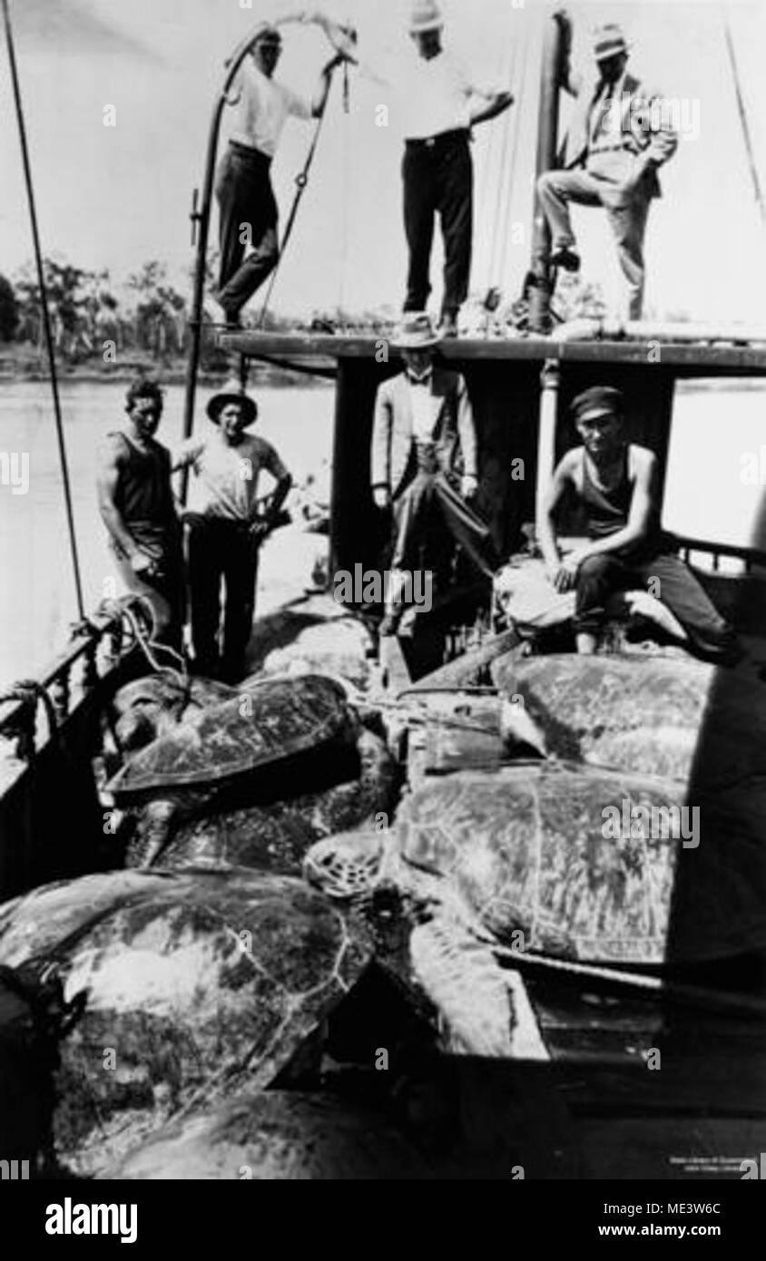 Fitzroy river turtle hi-res stock photography and images - Alamy