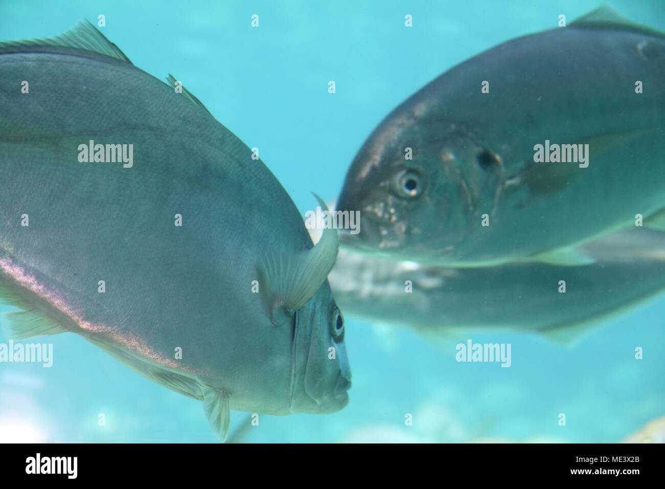 Shoal of Silver Trevally (Pseudocaranx Georgianus Stock Photo - Alamy