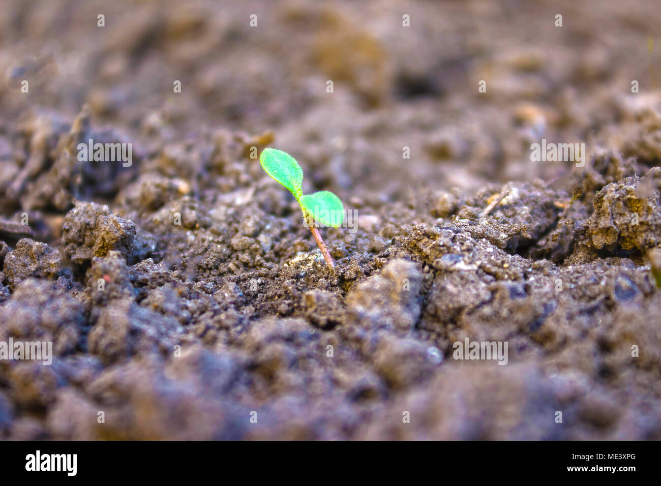 First sprouts in field hi-res stock photography and images - Alamy