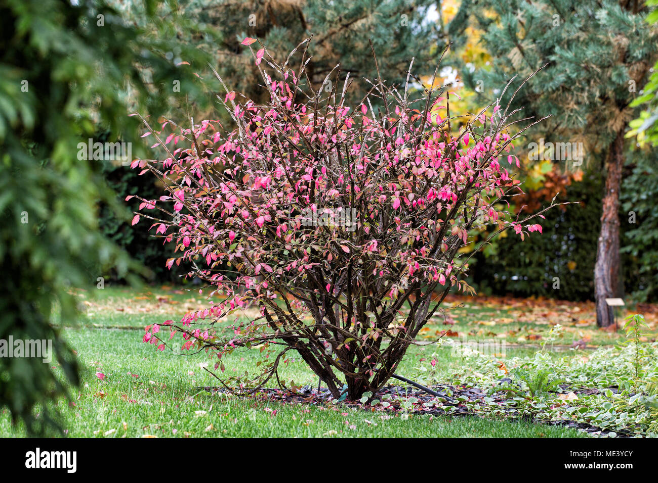 Botanical bush hi-res stock photography and images - Alamy