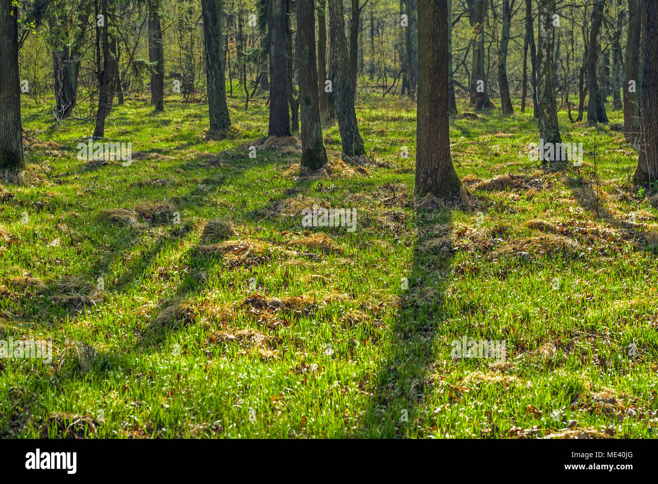 Trees in the early spring in green forest with bedding in Zabrze ...