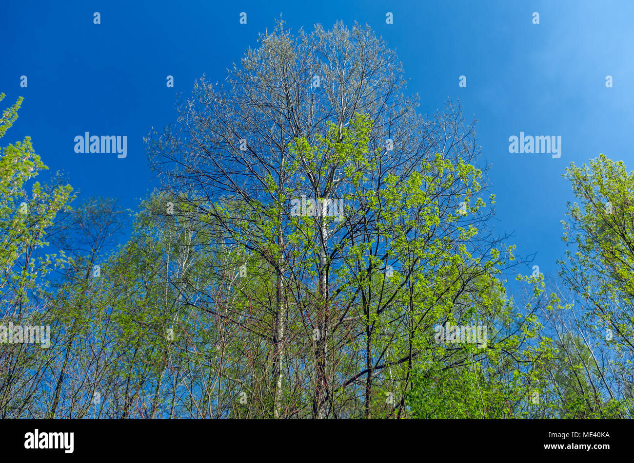 Birch tree in the early spring forest on a background of clear blue sky ...