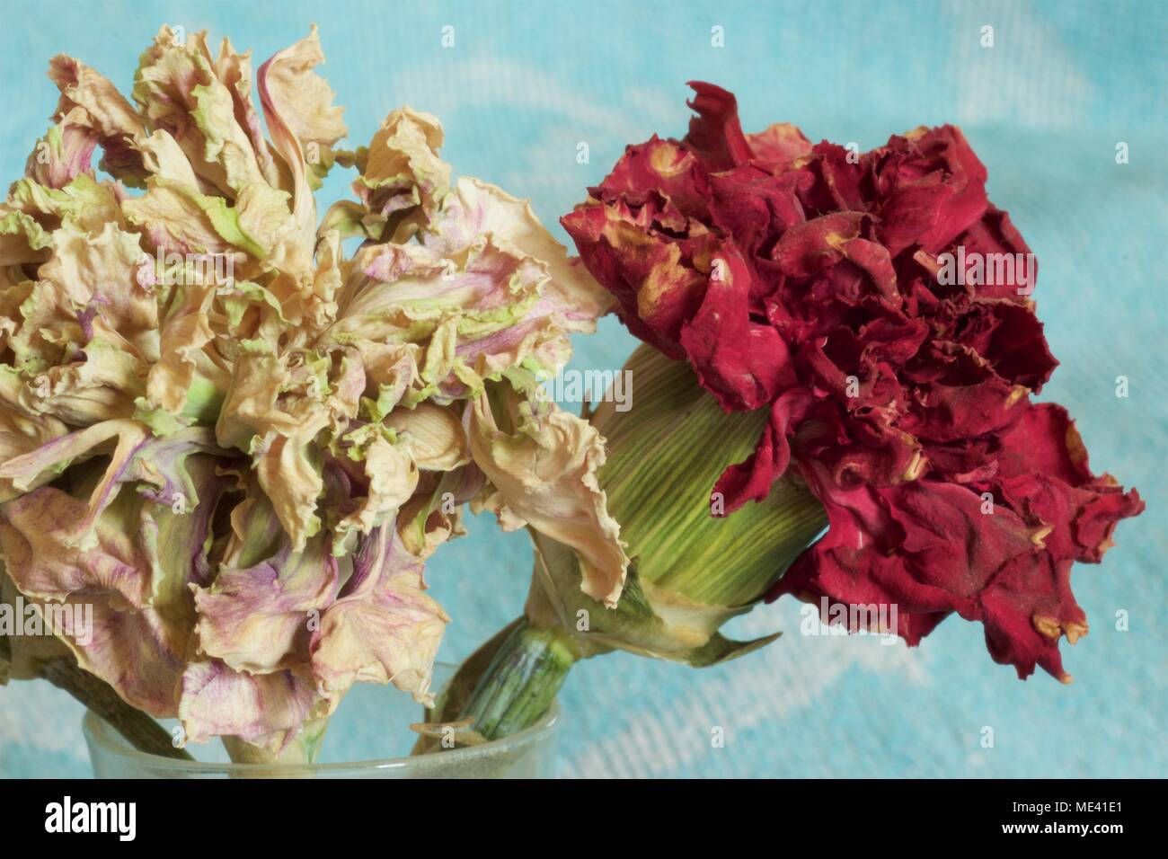 Decaying flowers hi-res stock photography and images - Alamy