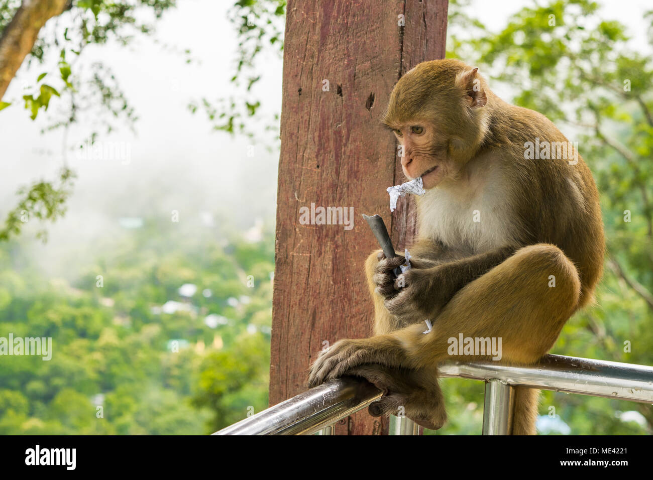 Monkey eating nuts hi-res stock photography and images - Alamy