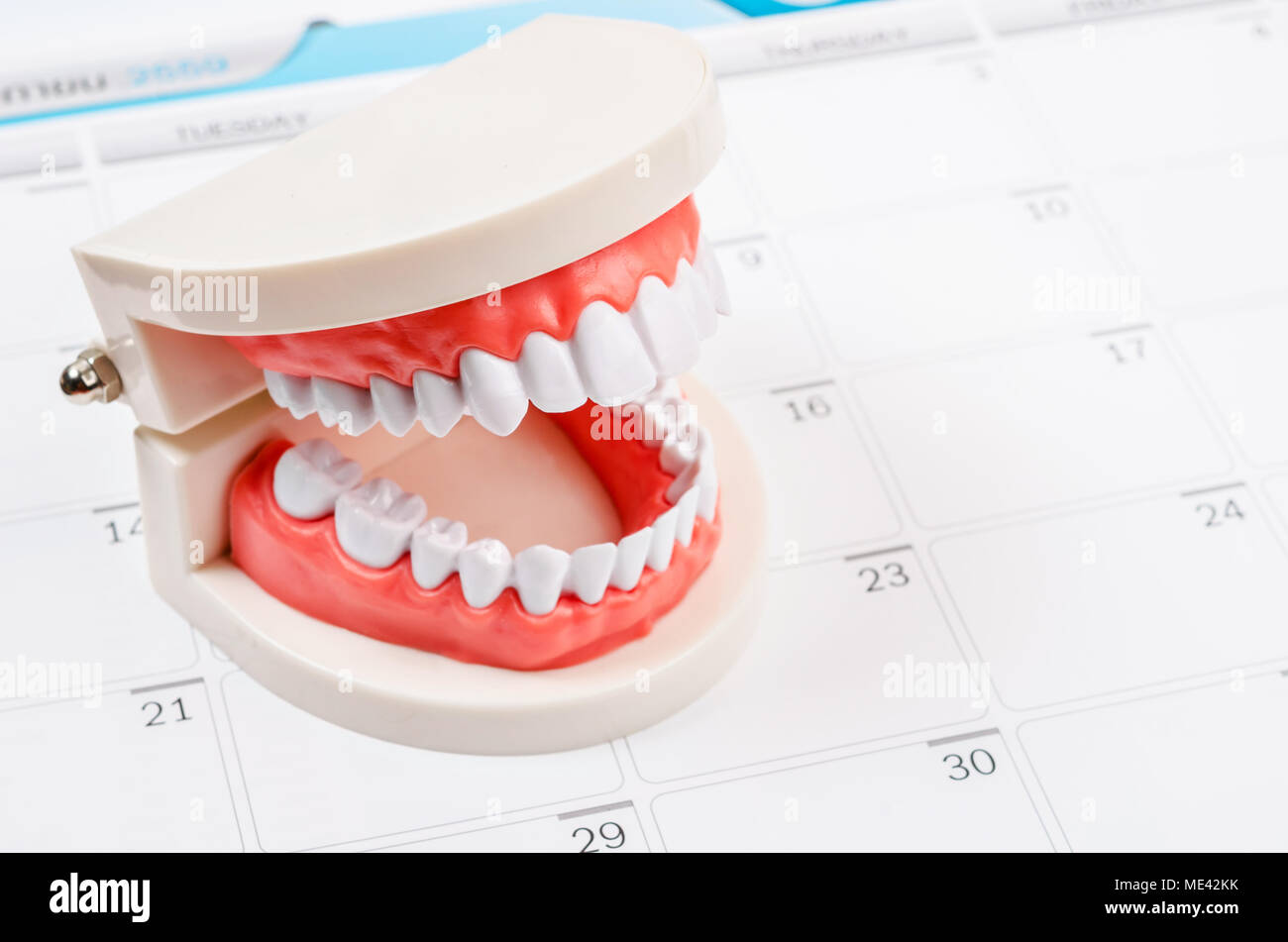 Calendar page and dentist demonstration teeth model. Dentist concept ...