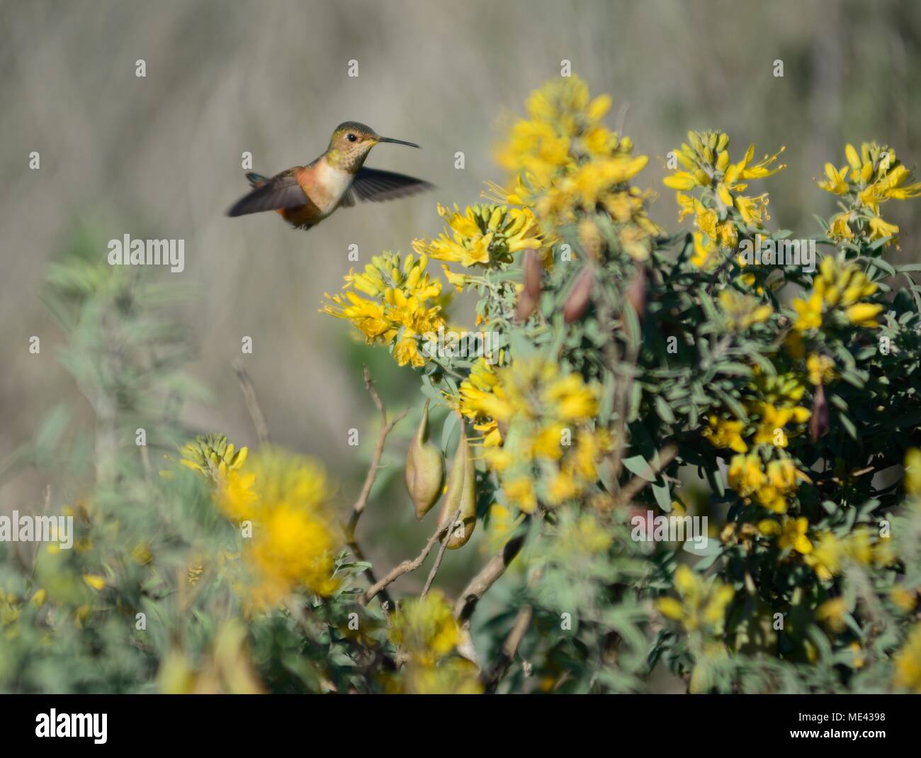 Hummingbird in nature hi-res stock photography and images - Alamy