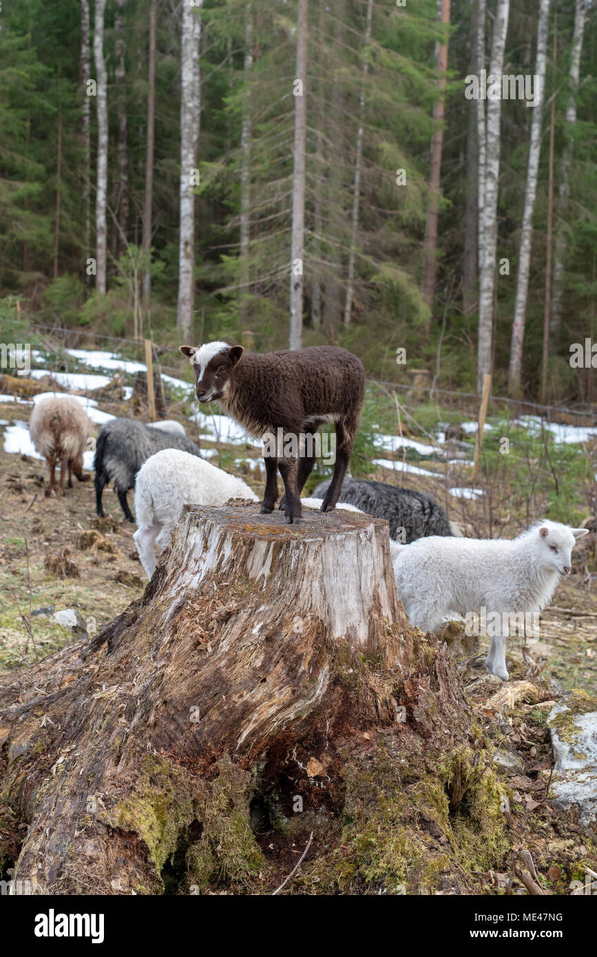 brown sheep standing on a tree stump withe other sheeps around him in a ...