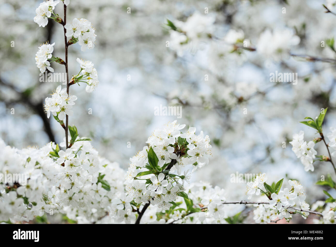 Cherry blossom flowers closeup in spring season Stock Photo - Alamy