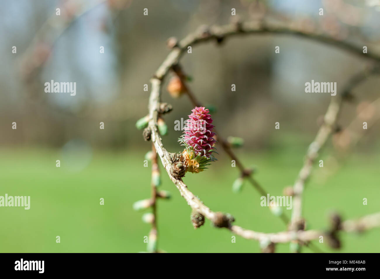 Red pine hi-res stock photography and images - Alamy