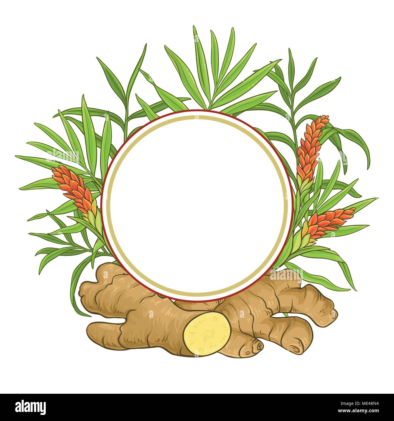Ginger Plant Vector
