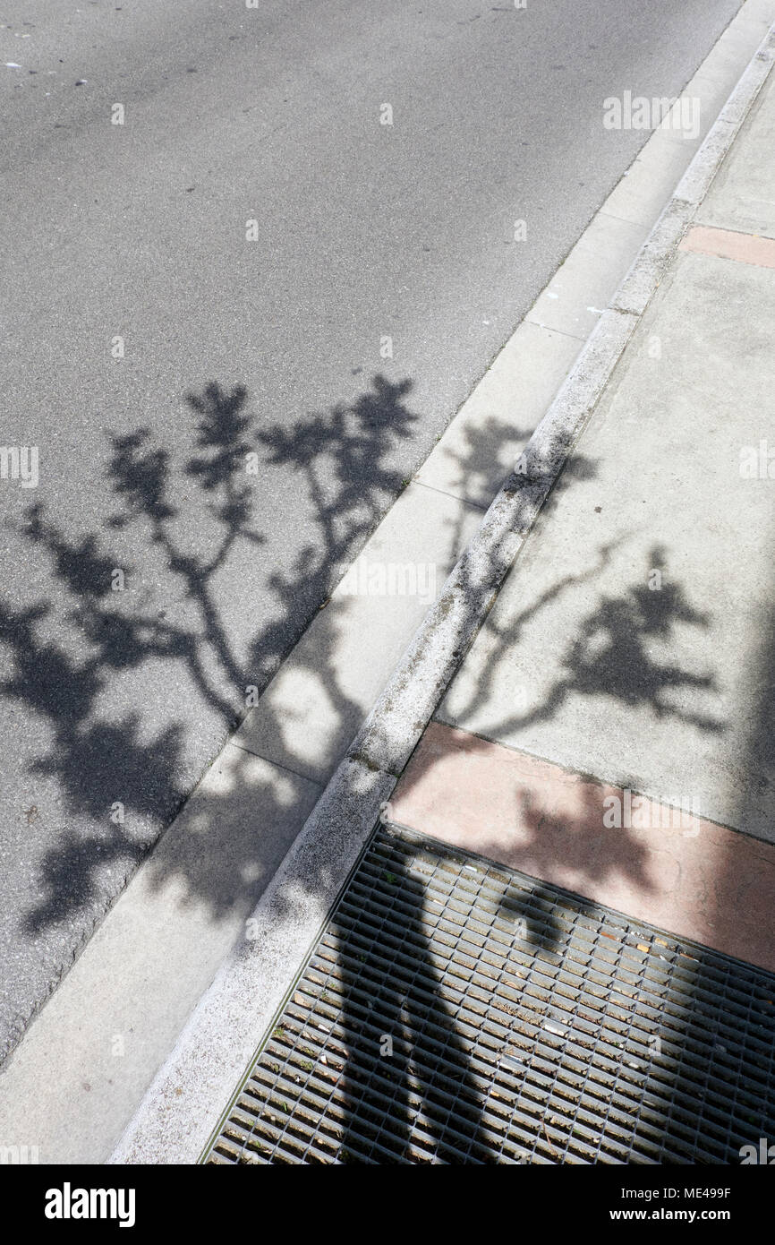 A tree shadow against grey tarmac and pavement Stock Photo - Alamy