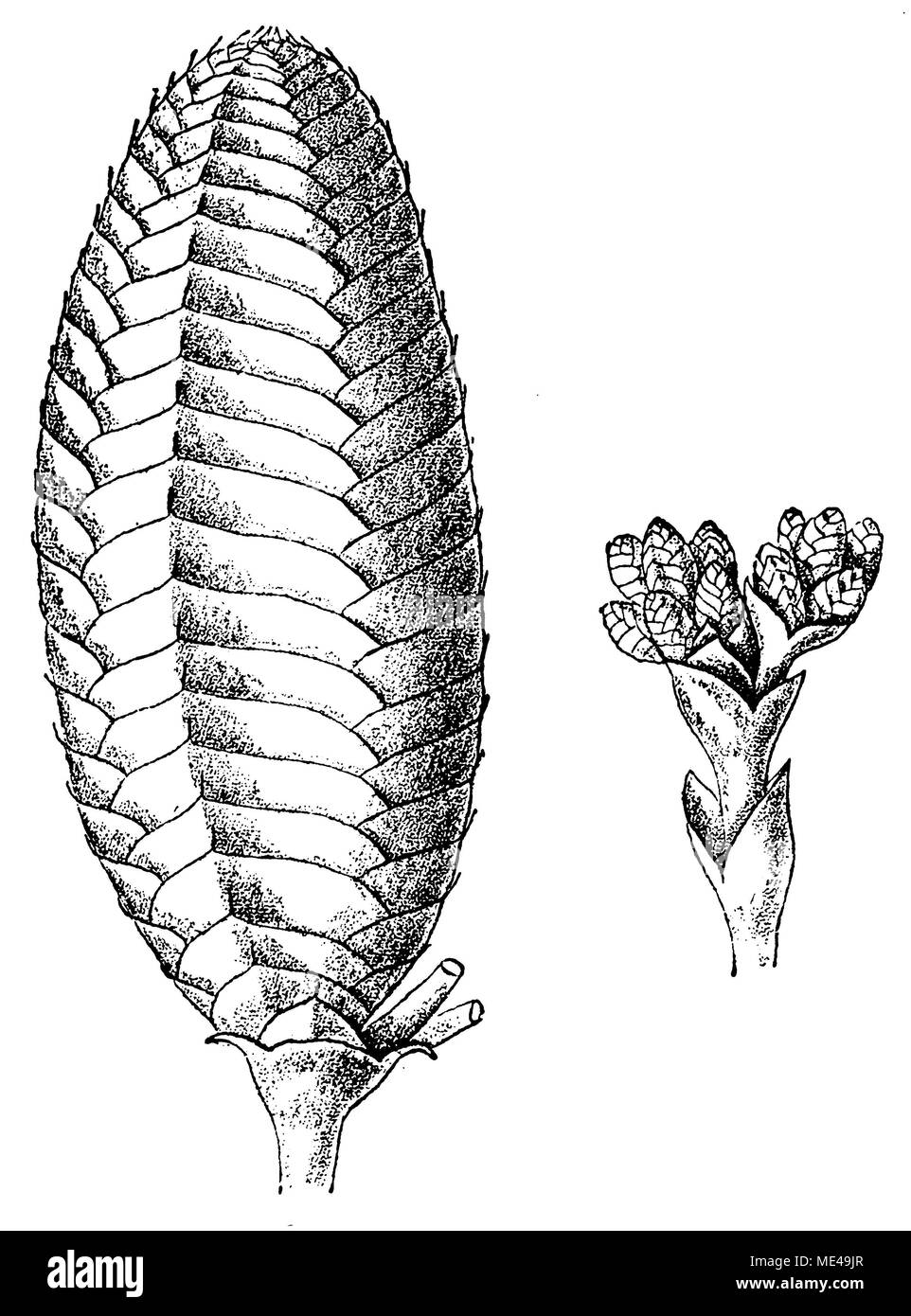 Welwitschia on the right a female inflorescence, on the left a mature ...
