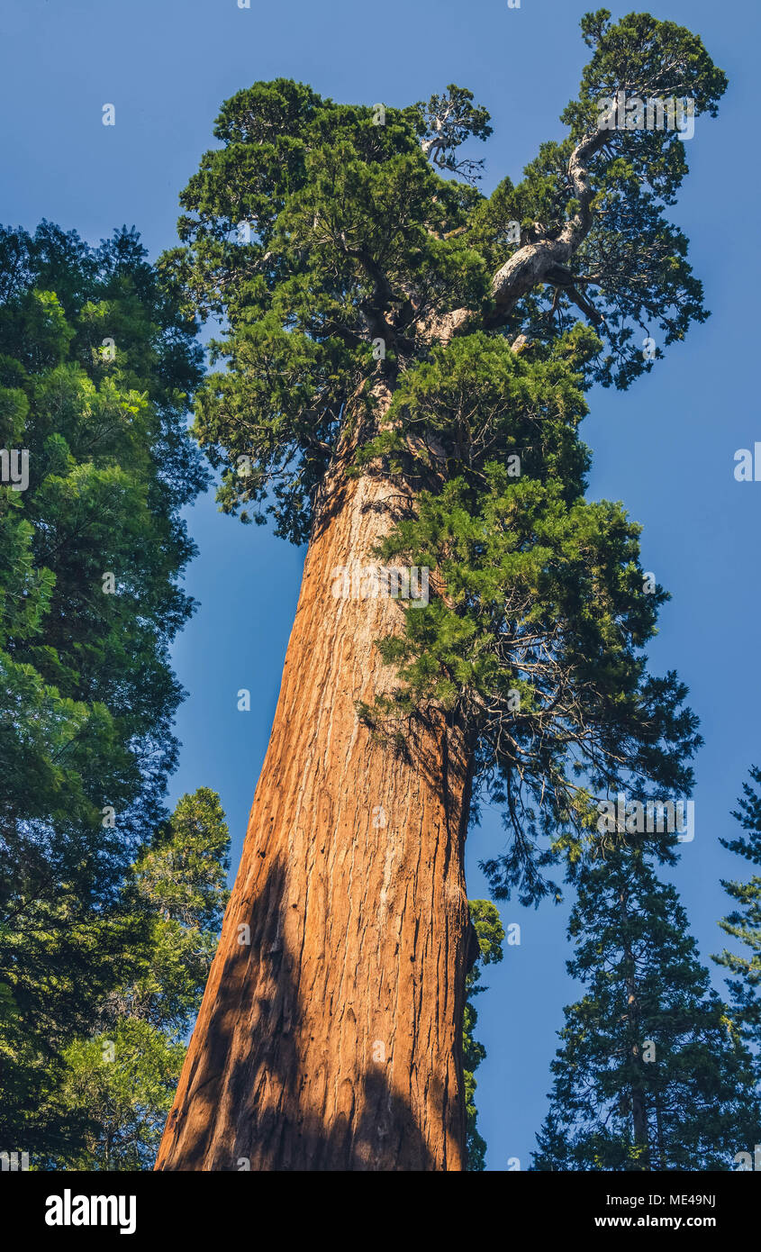 Sequoia on the background of blue sky. Vertical shot. Bottom view Stock ...