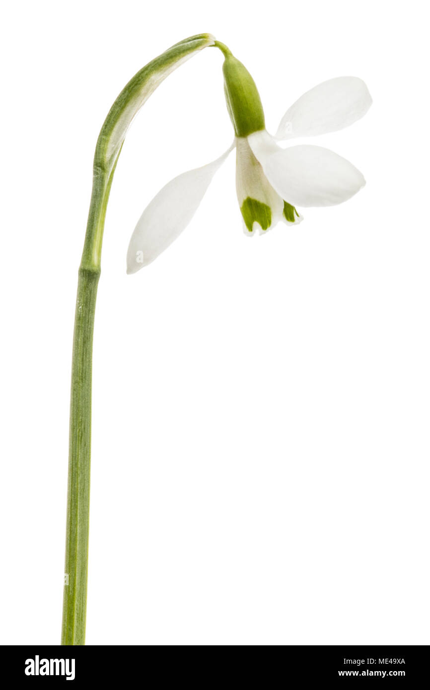 Flower of snowdrop isolated on white background Stock Photo - Alamy