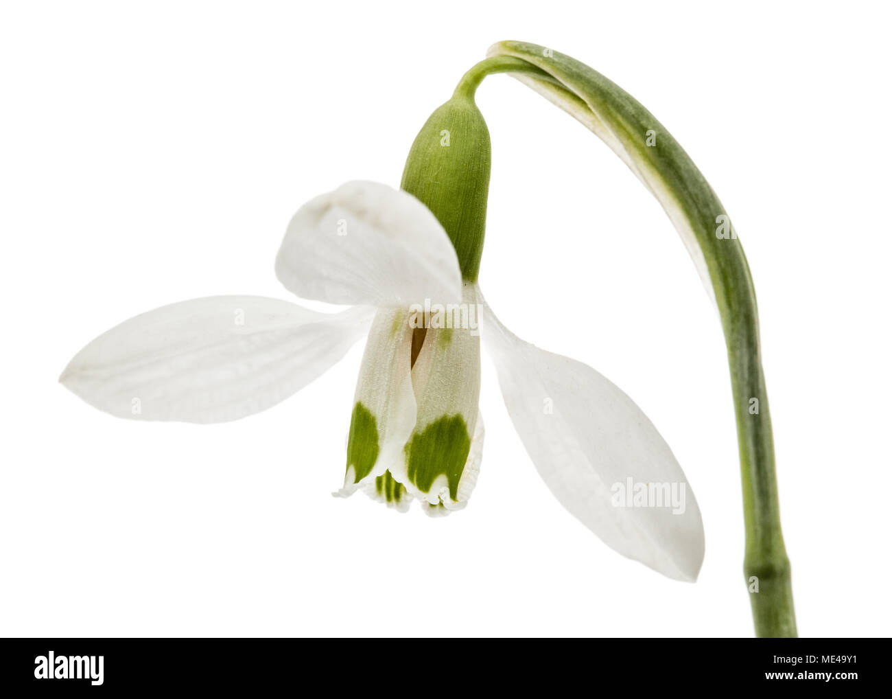 Flower of snowdrop isolated on white background Stock Photo - Alamy