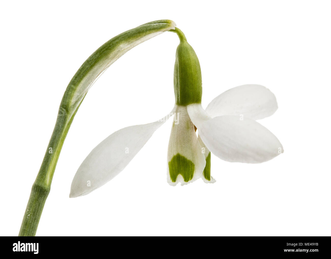 Flower of snowdrop isolated on white background Stock Photo - Alamy